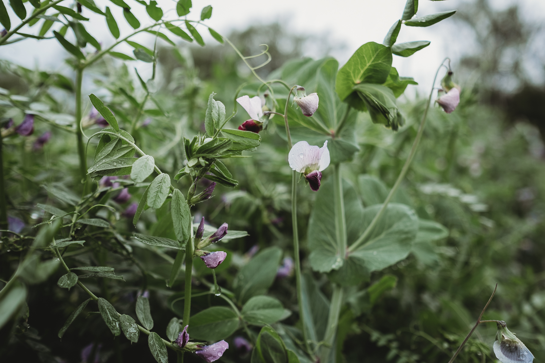 Guide to Cover Crops (Why is it important?) - Kiss The Ground