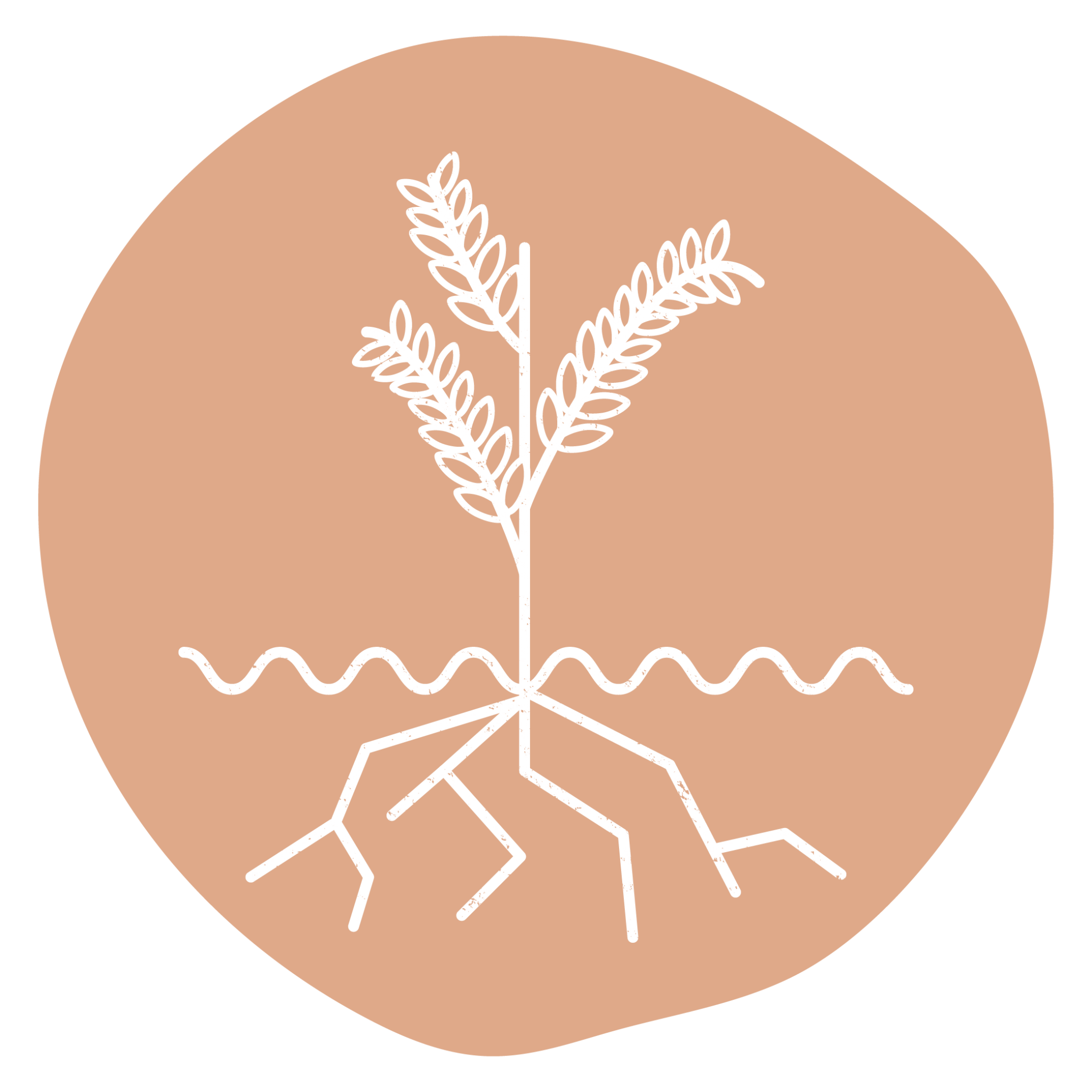 Guide to Cover Crops (Why is it important?) - Kiss The Ground