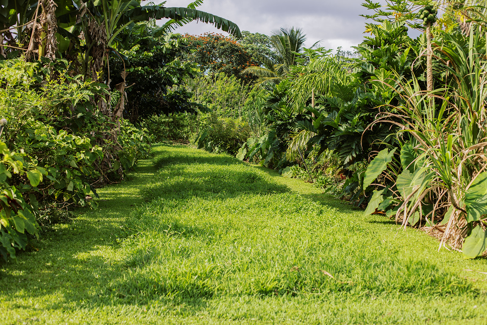 Agroforestry Guide - Agriculture with Trees