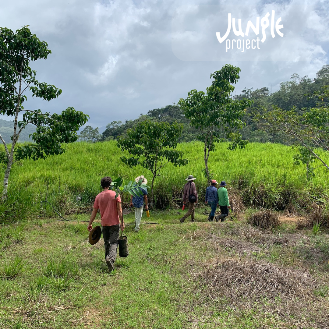 Sowing Seeds, Growing a Movement: Celebrating 5 Years with Jungle ...
